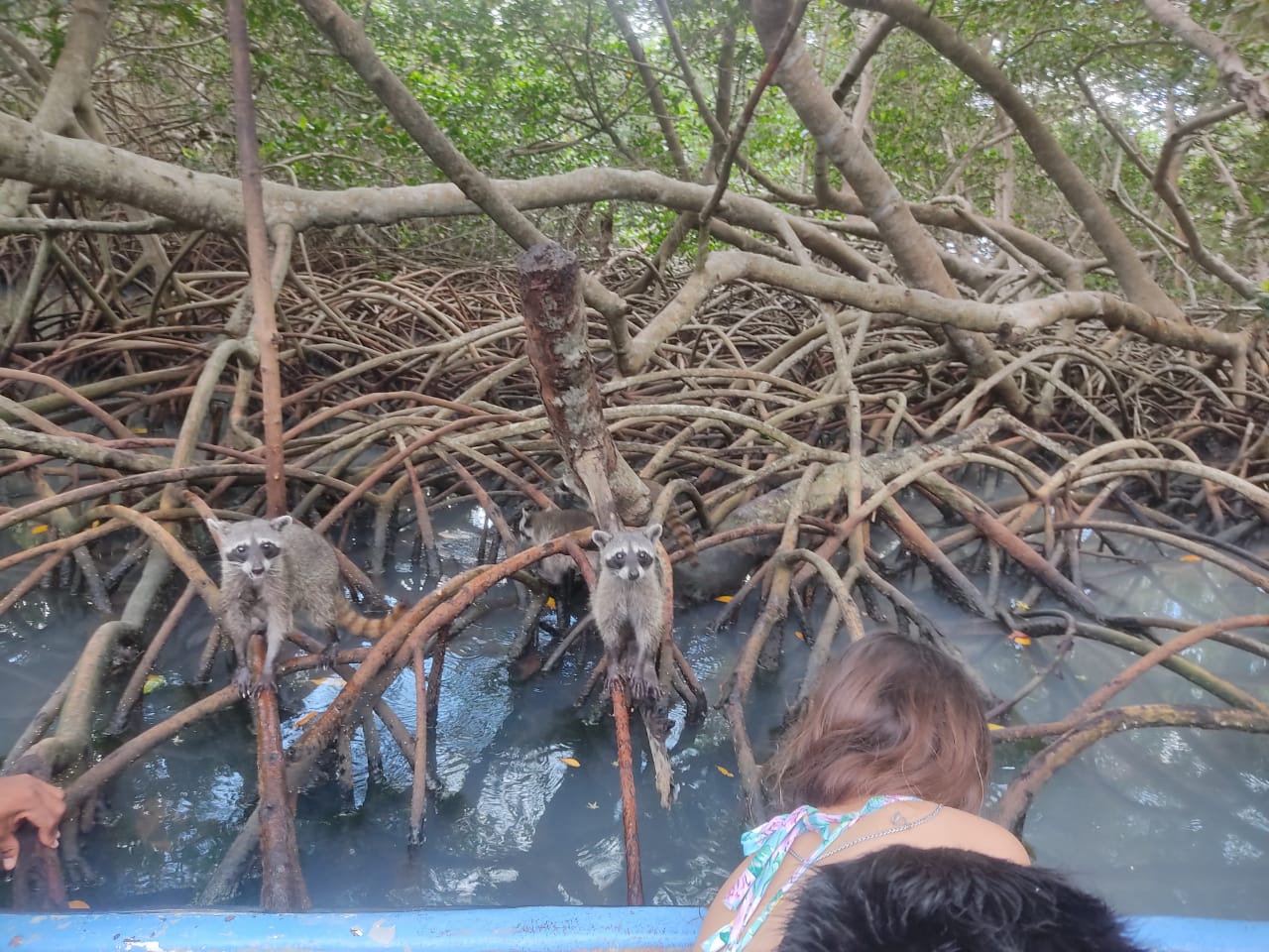 Ruta de Mapaches y pasadia en Baru Playa Tranquila - Jet Set Travel